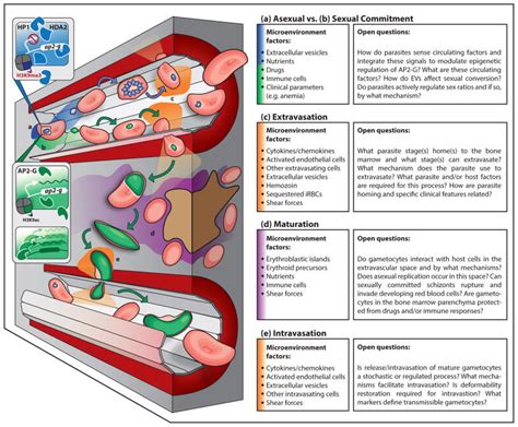 Ensuring Transmission Through Dynamic Host Environments Host Pathogen Interactions In
