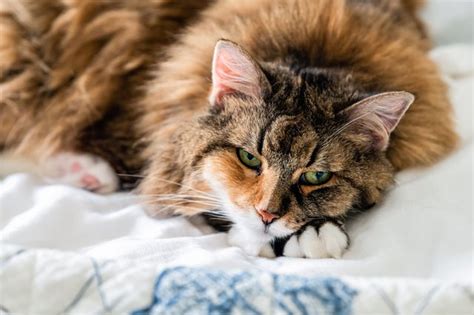 Cat Broken Leg Symptoms Cuteness