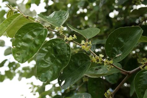 Flora Of Zimbabwe Cultivated Species Information Individual Images