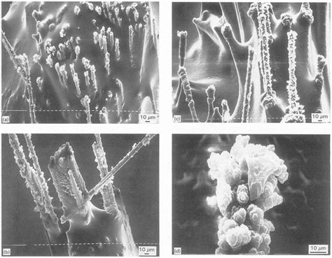 Scanning Electron Micrographs Of Fractured Surfaces Of Polyester Resins