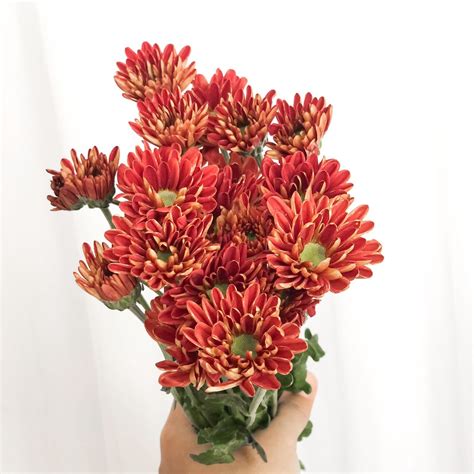 Jual Buket Bunga Premium Bucket Bunga Fresh Flower Bunga Flowers Bucket Bunga Dekorasi Murah