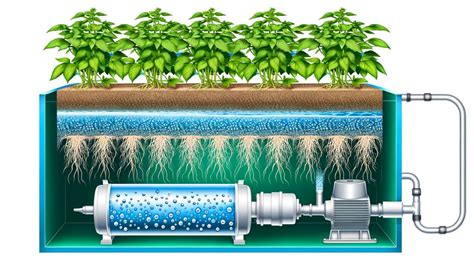 How To Use Dwc Hydroponics