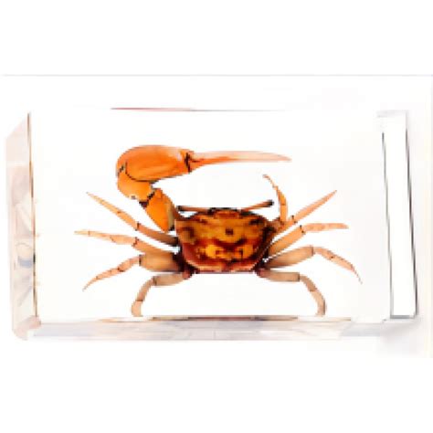 Crab In Resin Block