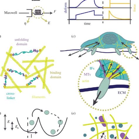 Force Generation Within The Cell A Actomyosin Contractility As Download Scientific Diagram