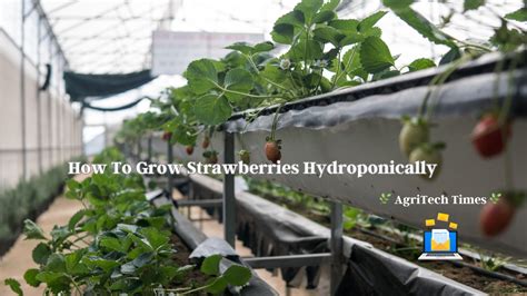 How To Grow Strawberries Hydroponically