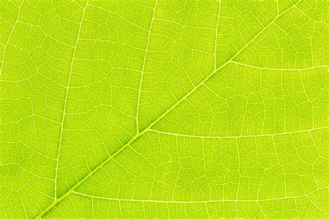 웹 사이트 템플릿 봄 의 아름다움 환경 및 생태 디자인에 대한 뒤에 빛 녹색 잎 패턴 질감 배경 0명에 대한 스톡 사진 및 기타 이미지 Istock