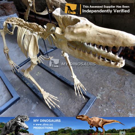 Pakicetus Fossil