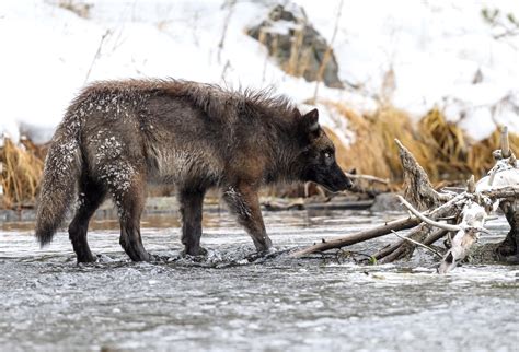 Yellowstone Insight I Really Love This Time Of The Year Autumn Weather In The Northern