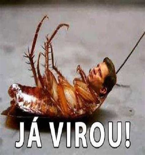 Haddad Cockroach Download Scientific Diagram