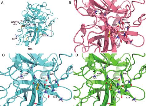 A Cartoon Representation Of The Structure Of The Catalytic Domain Of