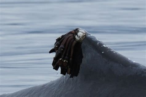 Humpback Whale Gooseneck Barnacles The Marine Detective