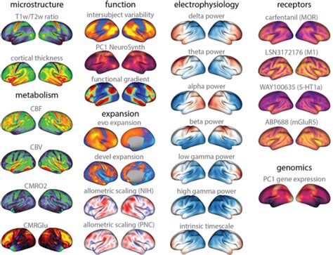 Database Provides Open Access To Multiple Brain Maps Applied Radiology