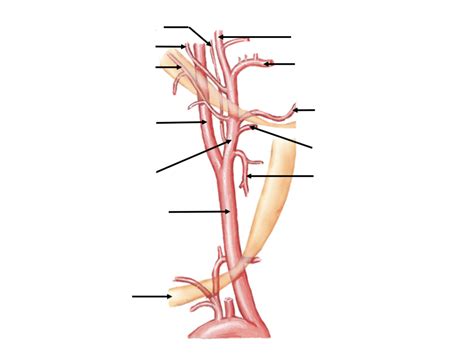 Branches Of External Carotid Artery Diagram Quizlet
