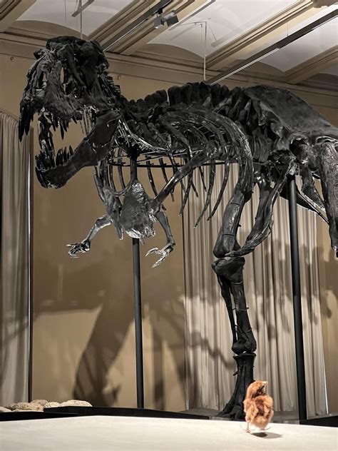 Ancestor And Descendant Rdinosaurs