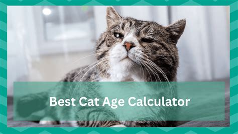 4 Best Cat Age Calculator To Try Jscalc Blog