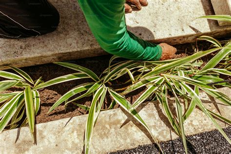나무 옆에 무릎을 꿇고 있는 남자 사진 Unsplash의 야외 이미지