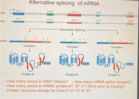 Alternative Splicing Of Mrna How Many Exons In