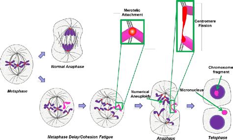 Figure 1 From The Consequences Of Chromosome Segregation Errors In