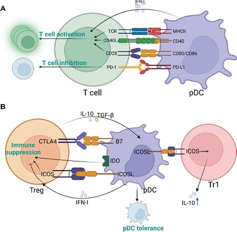 Figure 1 From Emerging Roles Of Plasmacytoid Dendritic Cell Crosstalk