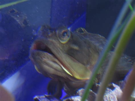 Sarcastic Fringehead By Profdanb On Deviantart