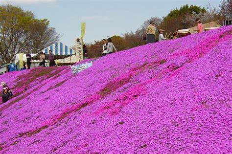 相模川芝さくらまつり 資格をとろうよ