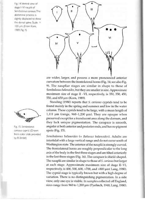 Figure 15 From Arthropoda Cirripedia The Barnacles Semantic Scholar