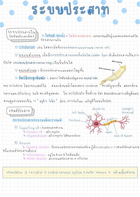 ม 6 โน้ตของ ระบบประสาท ม 6 ชั้น Clear Nervous Nervous System