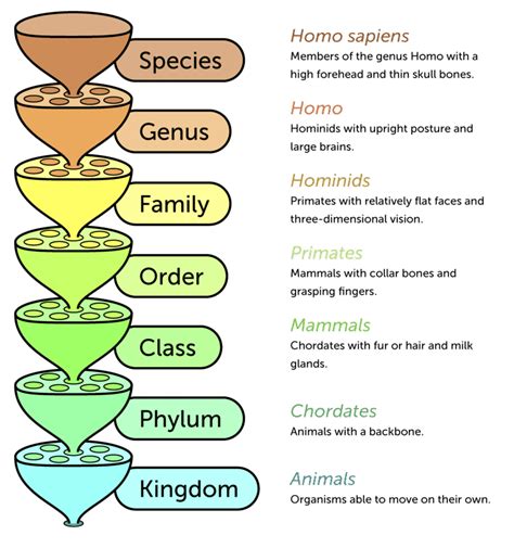 Plant Classification System