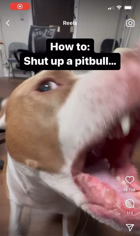 Stay Classy Pit Nutters… R Banpitbulls