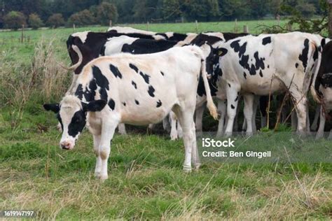 Avebury 근처에서 방목하는 소 가축떼에 대한 스톡 사진 및 기타 이미지 가축떼 경관 끌어모으기 Istock