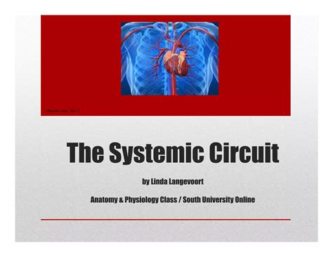 The Systemic Circuit Ppt
