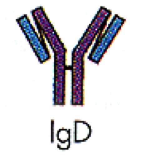 Topic 4 Immune Lymphatic System Flashcards Quizlet