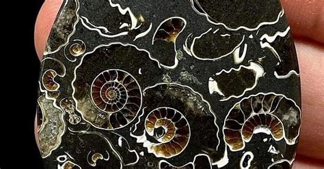Stunning Polished Slab Of Fossiliferous Limestone Check Out The
