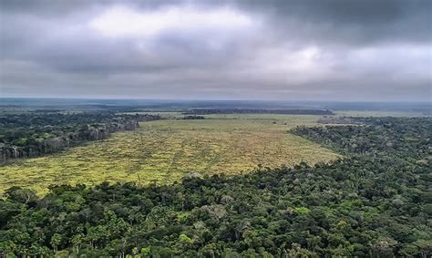 Desmatamento Na Amazônia Cai 60 Em Janeiro Deste Ano Nacional