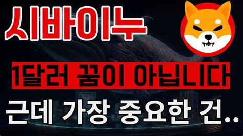 시바이누 이건 반드시 알고 있어야 합니다 Youtube
