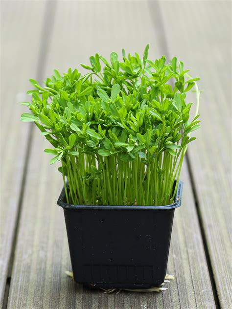 Lentils Red Sprouting Seeds