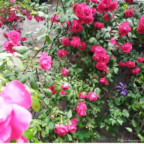 Роза плетистая Фламментанц (Climber rose Flammentanz) Кордес (Kordes ...