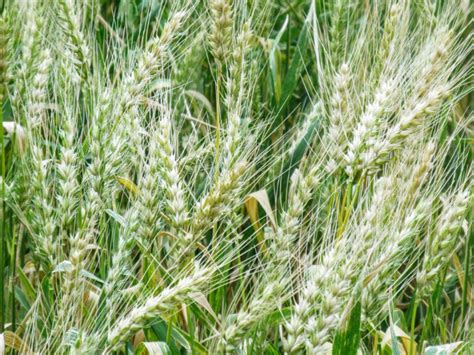 Αγροτική πολιτική της ΕΕ οριστική έγκριση των μεταρρυθμίσεων από το Κοινοβούλιο Ευρώπη Ebr