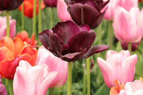 Ảnh Có Sẵn Miễn Phí Về Cánh đồng Hoa Cánh đồng Hoa Tulip Cánh Hoa