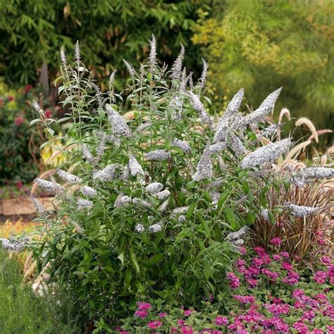 Buddleia White Profusion Buddleia Davidii White Profusion Stunning White Flowering