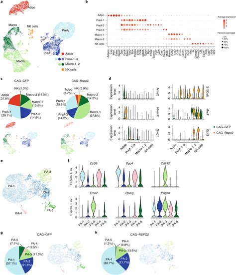 Identification Of A Regulatory Pathway Inhibiting Adipogenesis Via Rspo2 Abstract Europe Pmc