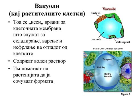 БИОХЕМИЈА Што е биохемијата Ppt скинути
