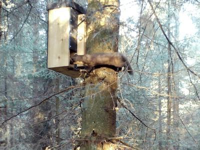 Monitoring Pine Marten Den Boxes Guidance For Camera Traps Naturespy
