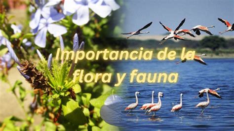 Importancia De La Flora En Nuestro Entorno Promagales Blog Informativo