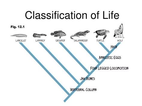 Classification Real Life Examples At Thomas Warrick Blog