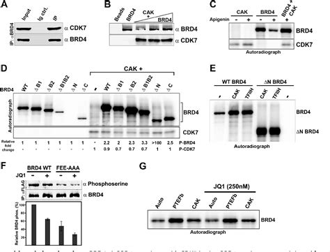 Figure 2 From Cross Talk Among Rna Polymerase Ii Kinases Modulates C