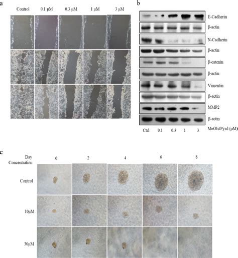Effect Of Meoistpyrd On Cancer Migration And Spheroid Formation A431