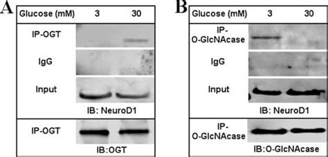 O Linked N Acetylglucosamine O Glcnac Antibody Ma1 076
