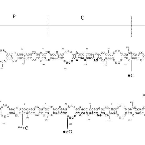 Most Stable Predicted Secondary Structure Of Hop Stunt Viroid HSVd