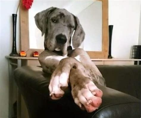 Great Dane Trashes Living Room Then Tries To Act Casual When His Owner